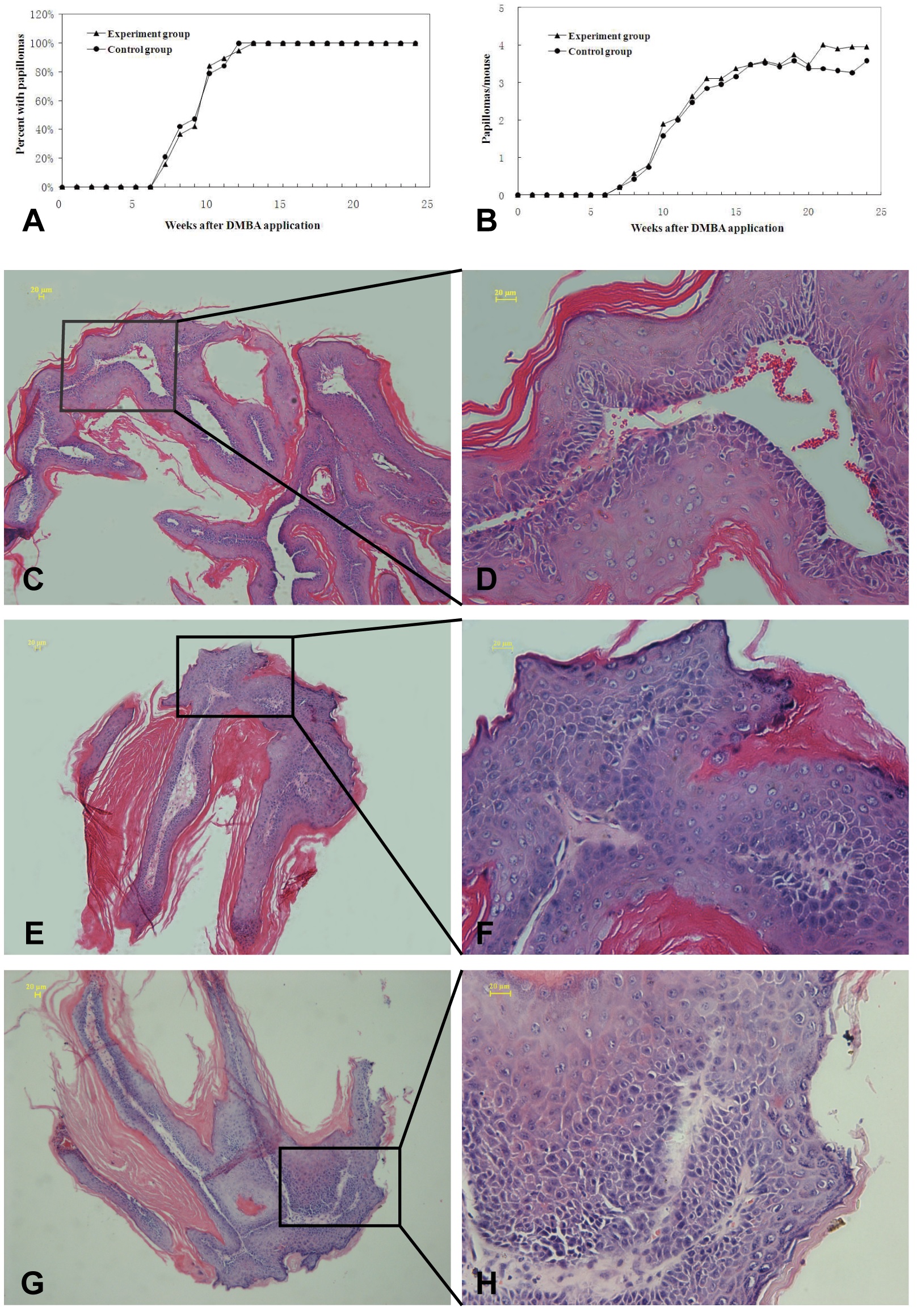 Figure 4: Chemical induction of skin tumors in ICR mice.
